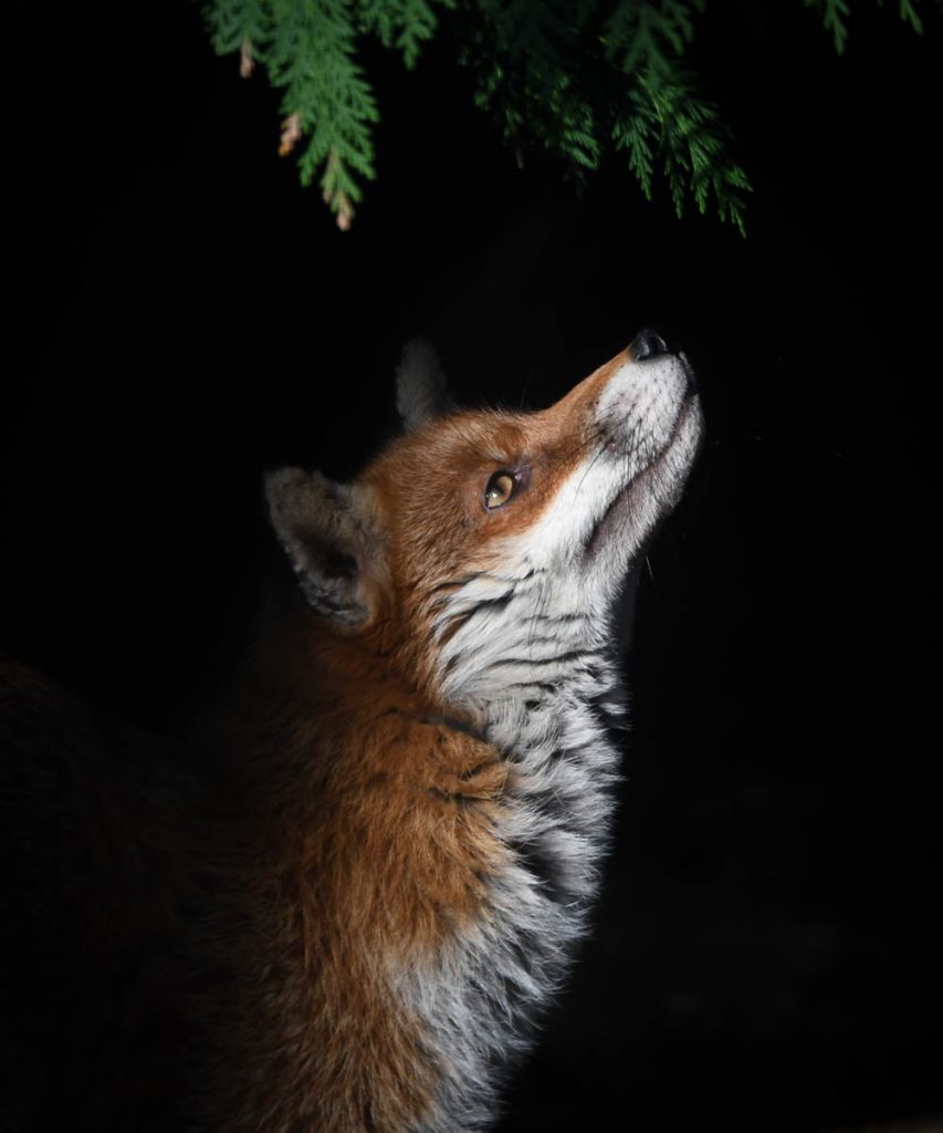 Kirsten Ferguson captures the Secret Life of Foxes - Mill Renfrewshire