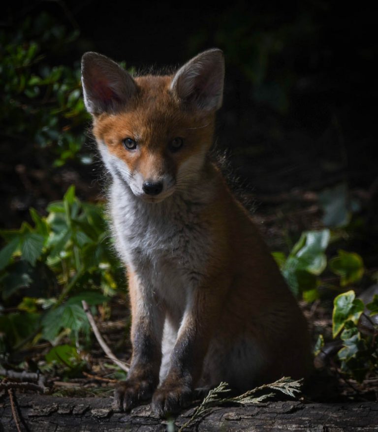 Kirsten Ferguson captures the Secret Life of Foxes - Mill Renfrewshire
