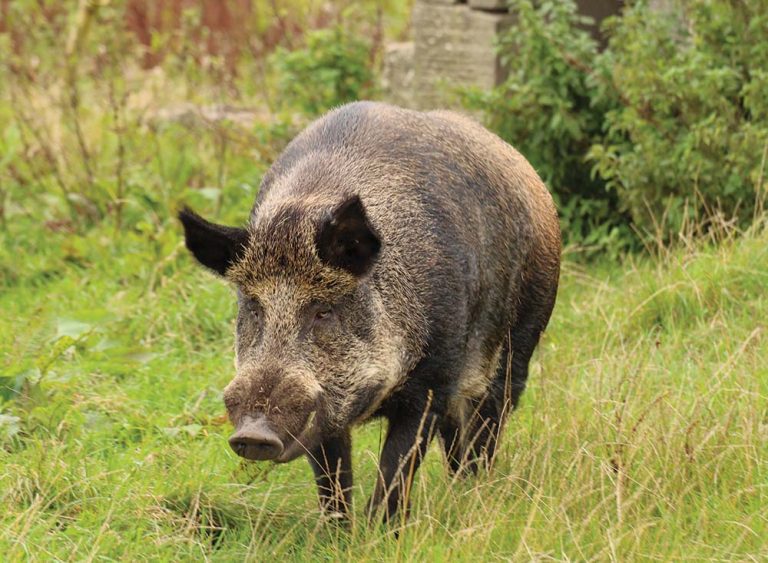 Barnhill Farm: a unique slice of rural life in Renfrewshire
