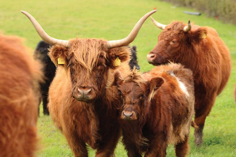 Barnhill Farm: a unique slice of rural life in Renfrewshire